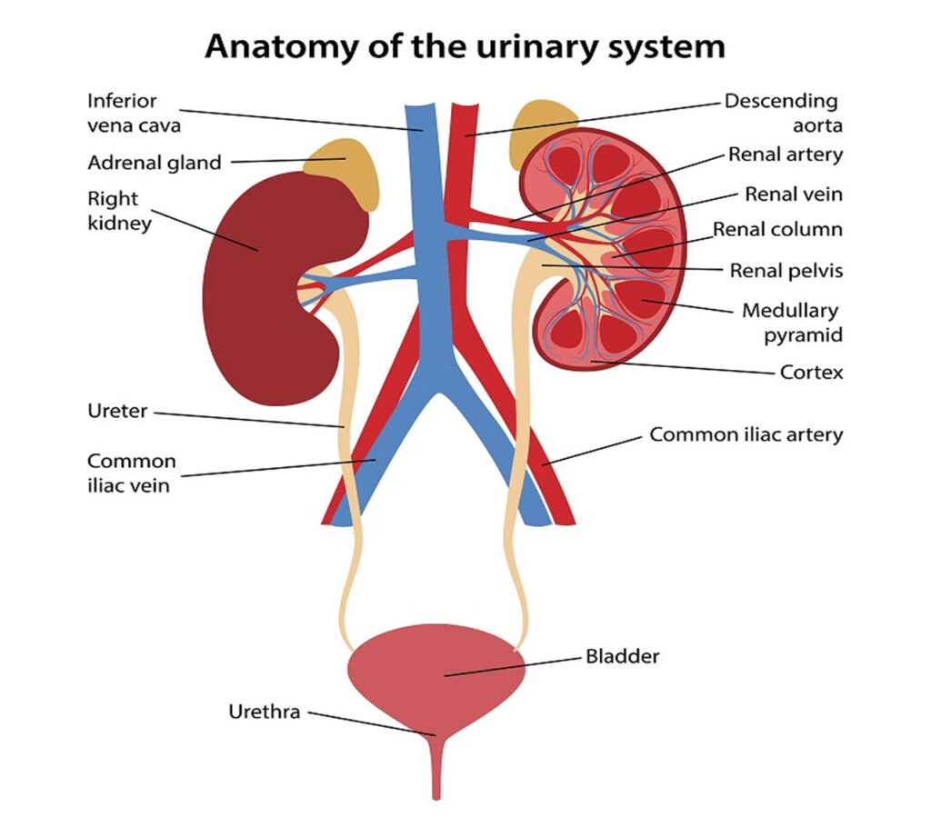 Nephrology – Solar Hospital